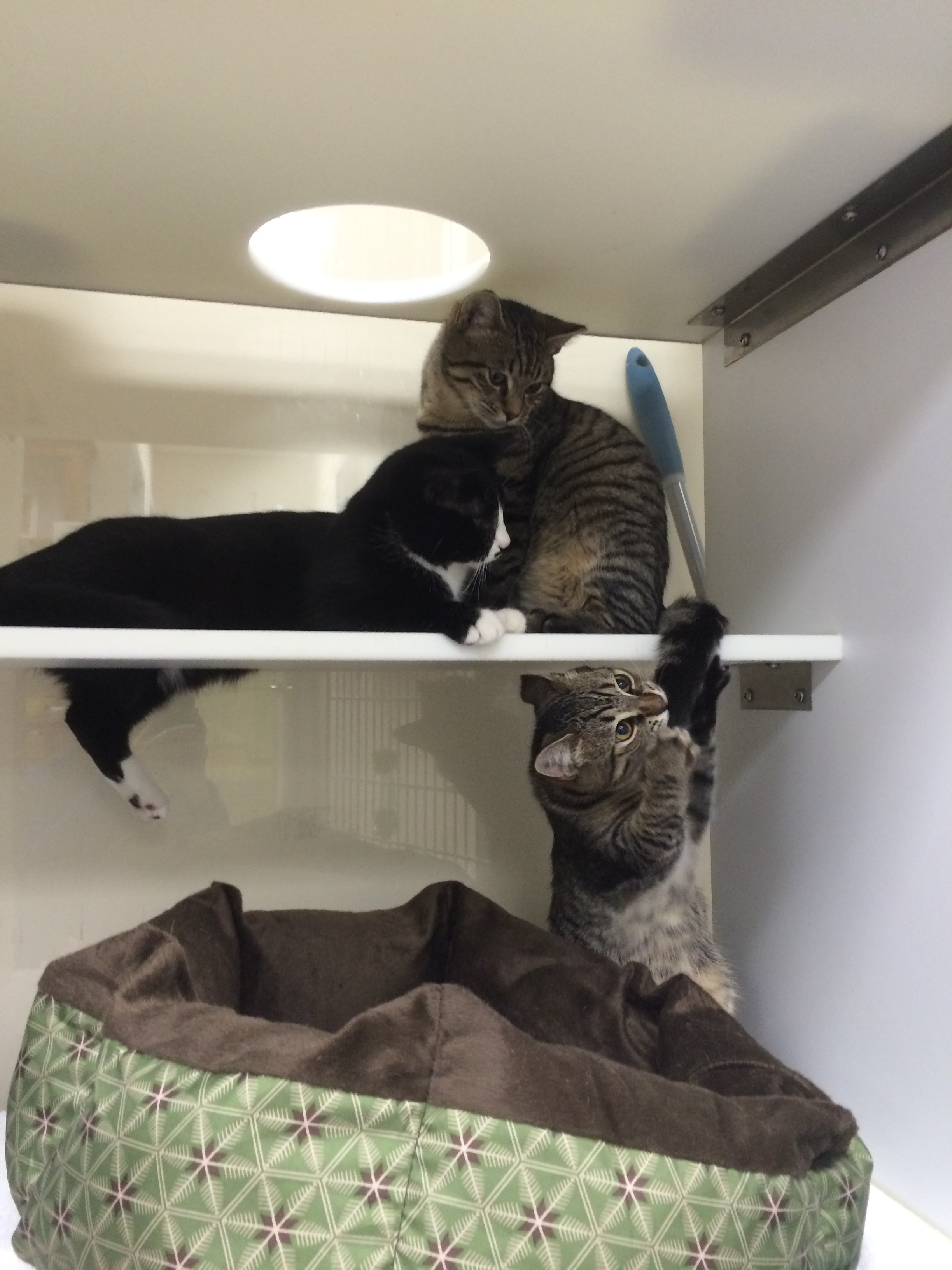 Jeb Nudge and Maximum Ride | Loudoun Cat Care
