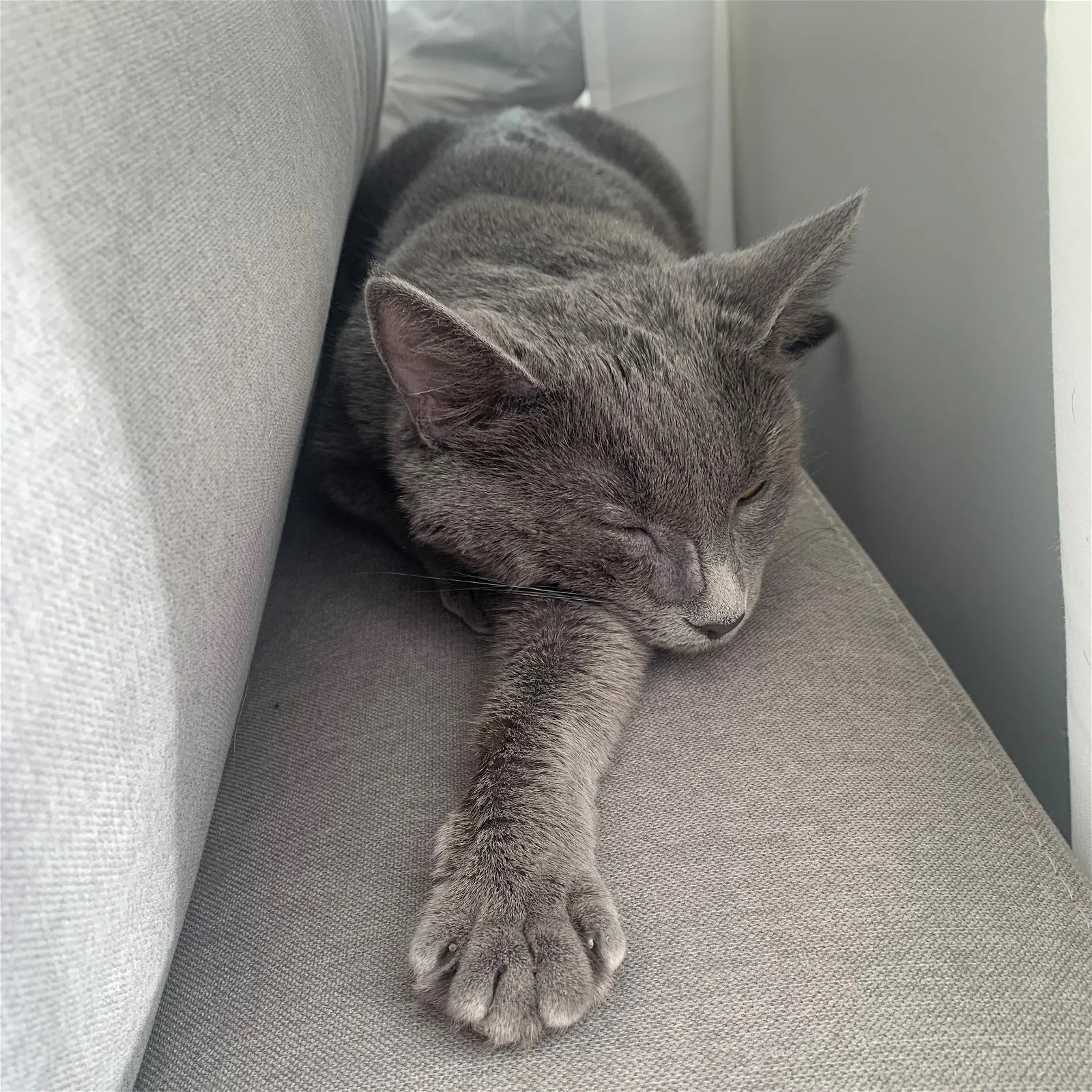 a4 | Loudoun Cat Care