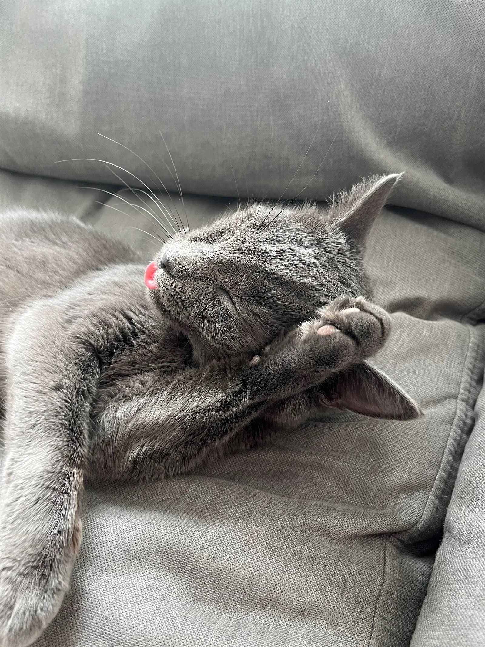 azura-1 | Loudoun Cat Care
