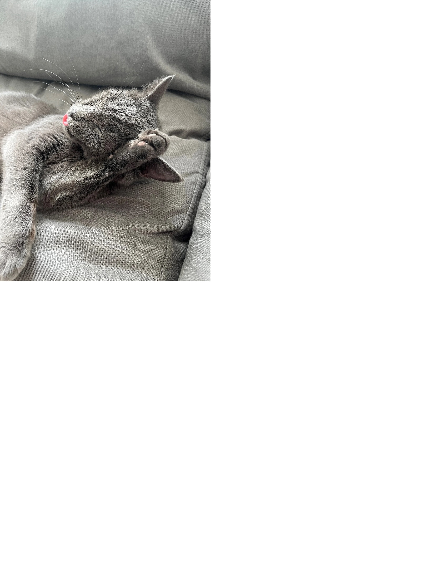 azura | Loudoun Cat Care